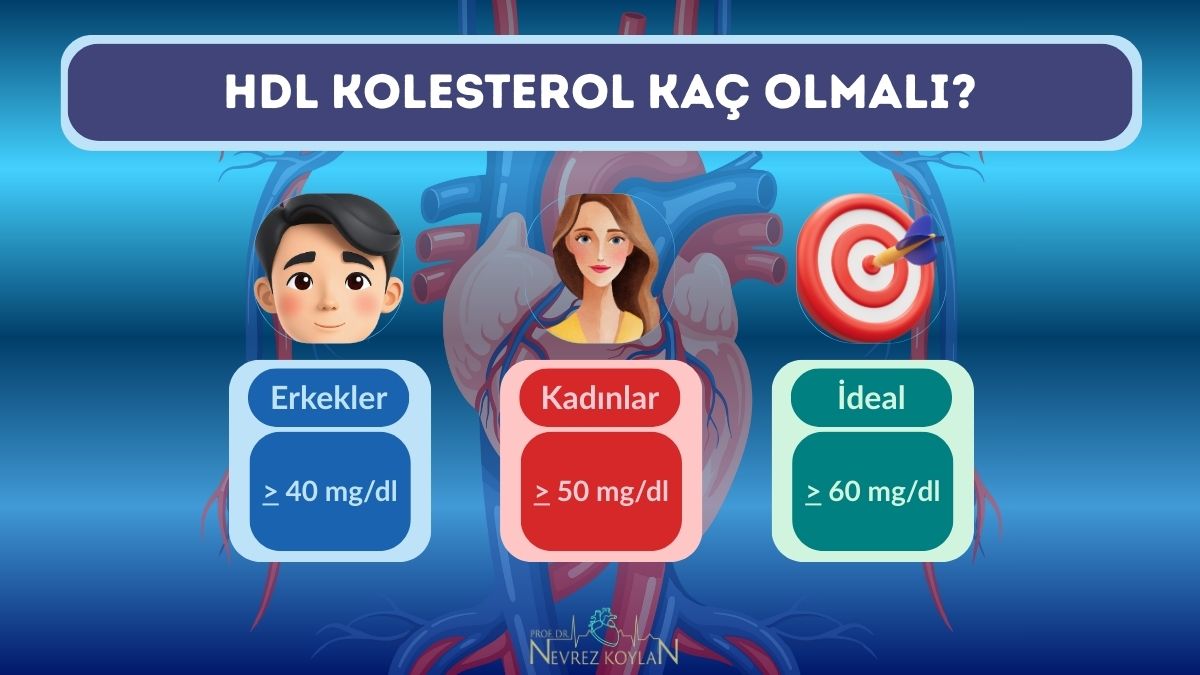 HDL kolesterolü yükseltmek - Prof. Dr. Nevrez Koylan